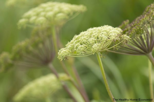 Natural Birth Control Using Herbs | Healthy Home Economist