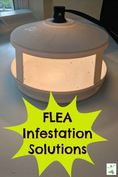Natural Flea Infestation Solutions for Home and Pets - Healthy Home