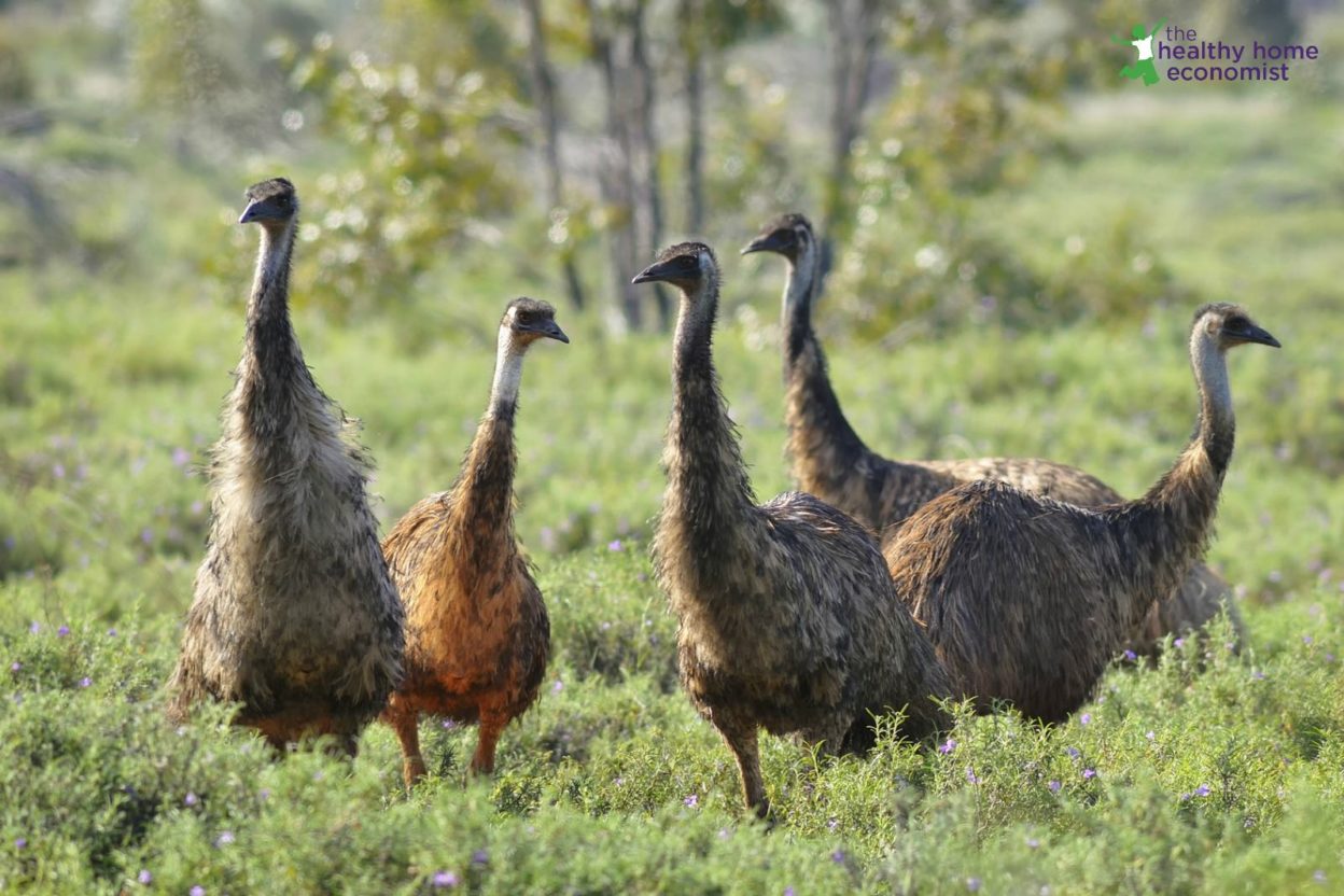 Emu Oil: One of the Healthiest Fats on the Planet - Healthy Home Economist