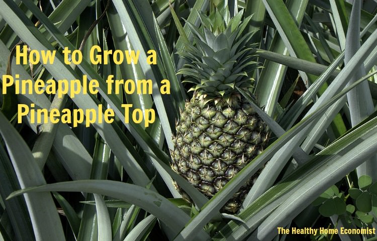 How to Grow a Pineapple (+ Video Demo) - Healthy Home Economist