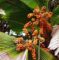 7 Big Benefits of Red Palm Oil (rivals Coconut Oil!) - The Healthy Home ...
