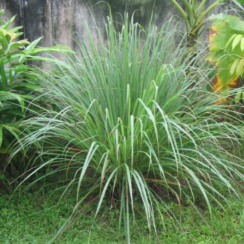 Citronella: Mosquito Repellent or Consumer Hoax? | Healthy Home Economist