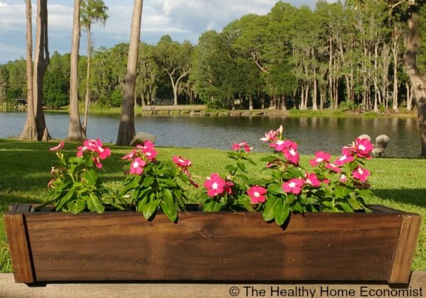 Water Crystals: Easy Ticket to a Green Thumb | Healthy Home Economist
