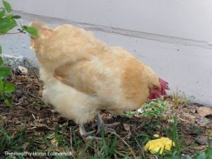 How and What to Feed a Sick Chicken | The Healthy Home Economist