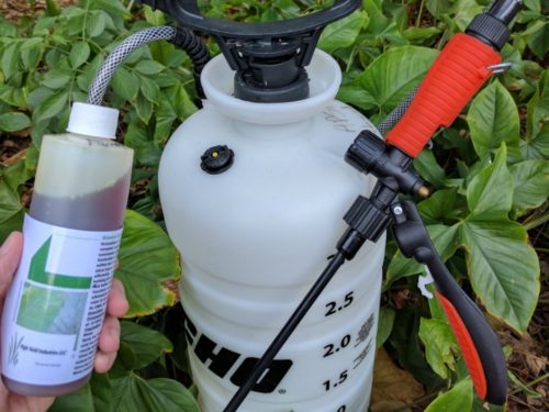 Pest Control | Healthy Home Economist