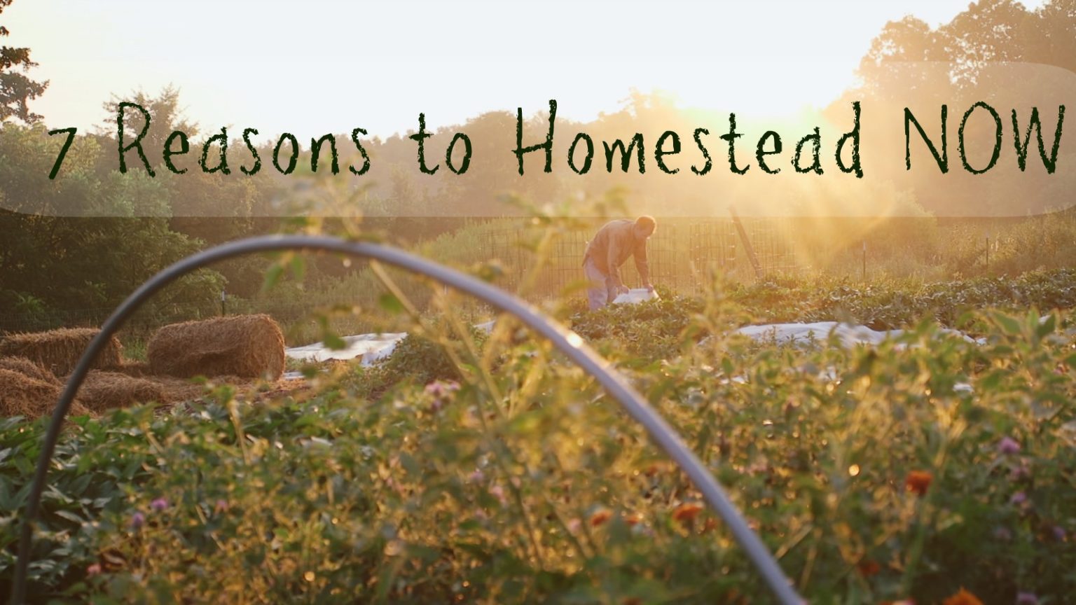 7 Reasons to Homestead: Why Self Sufficiency is The Best Safety Net ...
