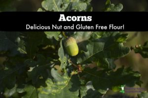 Acorns as Food. Gather, Prepare and Enjoy | Healthy Home Economist