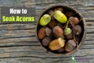 How to Soak Acorns. A Delicious (and Free!) Snack | Healthy Home Economist