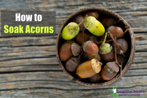 How to Soak Acorns. A Delicious (and Free!) Snack | Healthy Home Economist