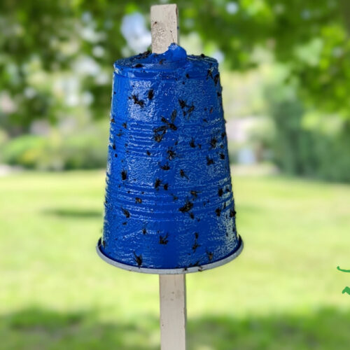 Quick and Easy Homemade Fly Trap - Healthy Home Economist