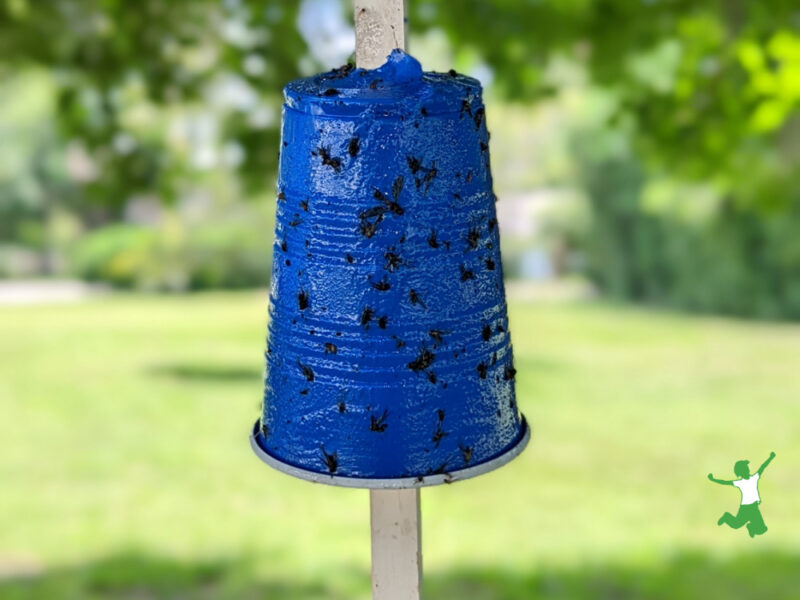 Traditional Diet, Holistic Health and Green Living | Healthy Home Economist