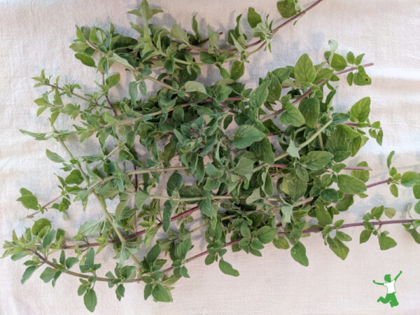 Homemade Dried Oregano | Healthy Home Economist
