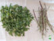 Homemade Dried Oregano | Healthy Home Economist
