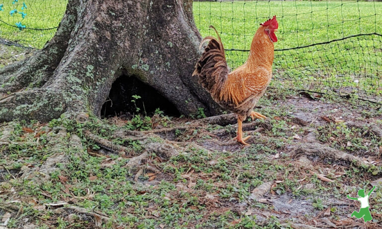 How To Choose A Rooster And Introduce To A Flock Of Hens Healthy Home