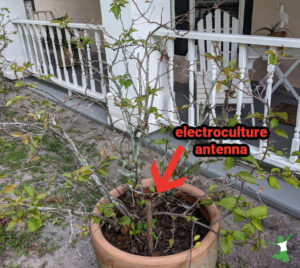 Does Electroculture Really Work? | Healthy Home Economist