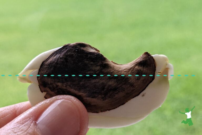 Grow a Mango Tree from the Pit! | Healthy Home Economist