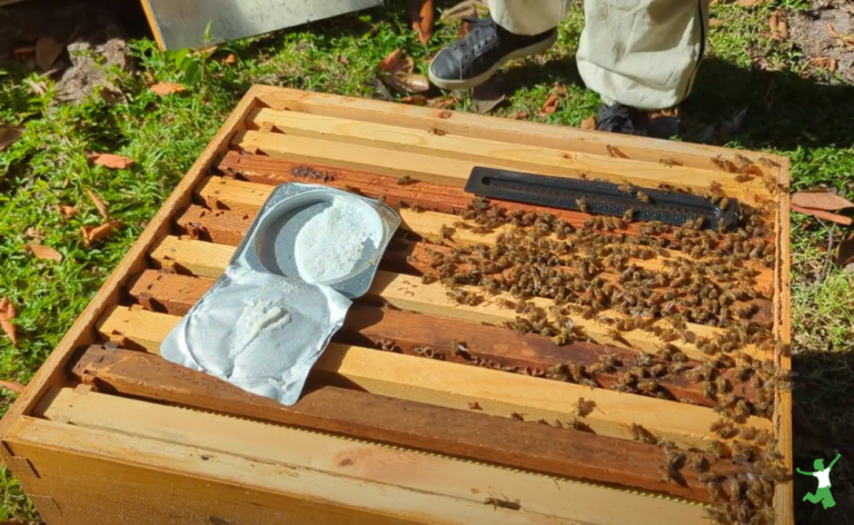 How to Eliminate Varroa Mite Naturally | Healthy Home Economist