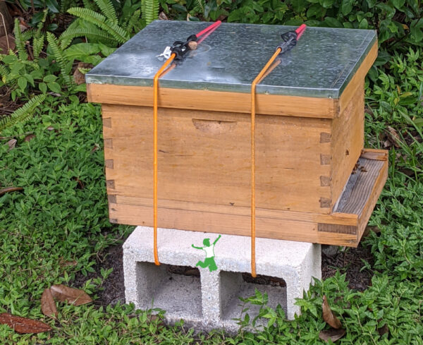 How to Secure a Beehive for a Storm | Healthy Home Economist