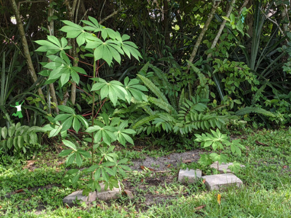 How to Plant and Grow Cassava Root | Healthy Home Economist