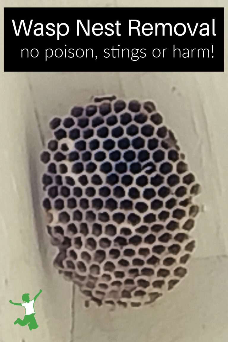 Easy Wasp Nest Removal (no harm!) | Healthy Home Economist