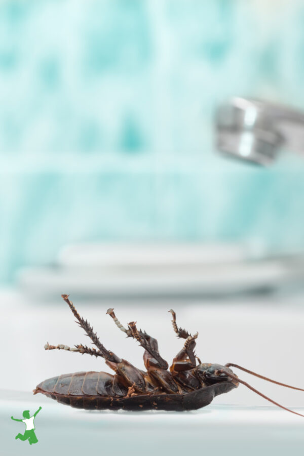 Top 10 Bugs. Control with Poison! | Healthy Home Economist