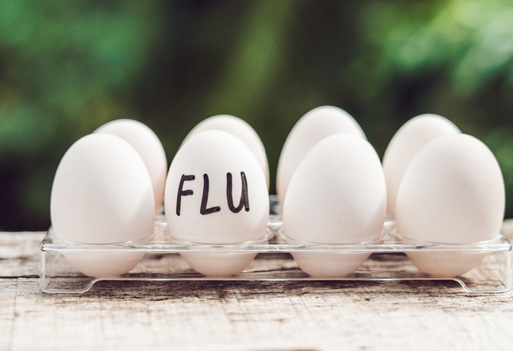 The Truth About the Bird Flu Vaccine (AUDENZ) | Healthy Home Economist