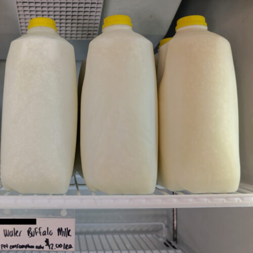 Homemade Water Buffalo Milk Baby Formula | Healthy Home Economist