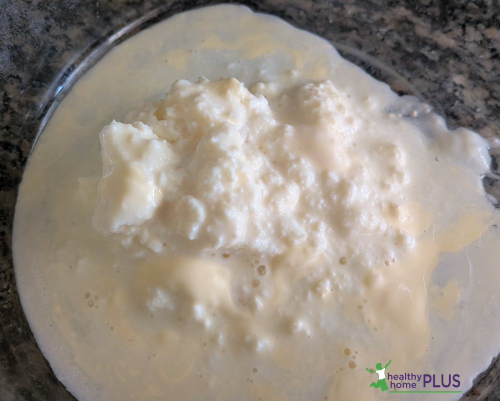 Growing Live Kefir Grains from Scratch | Healthy Home Economist